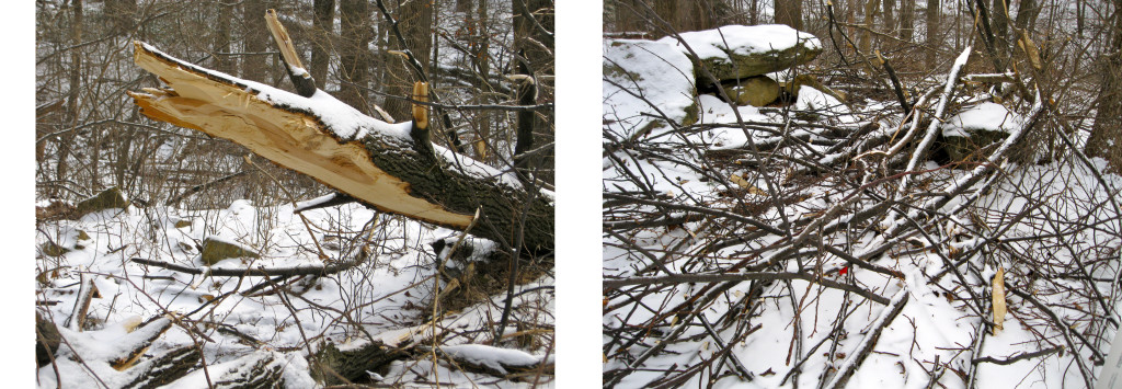 Green Diva Mizar’s DIY: Coat Rack from Fallen Tree Limbs – The Green Divas