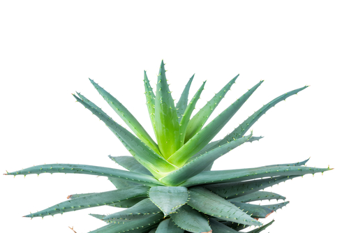 All about aloe vera – The Green Divas