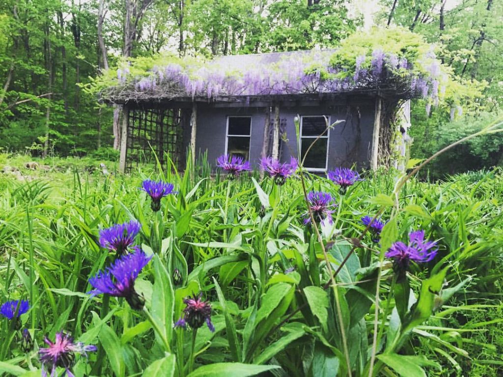 Living Outside the Box: Gardening in an Overgrown Eden – The Green Divas